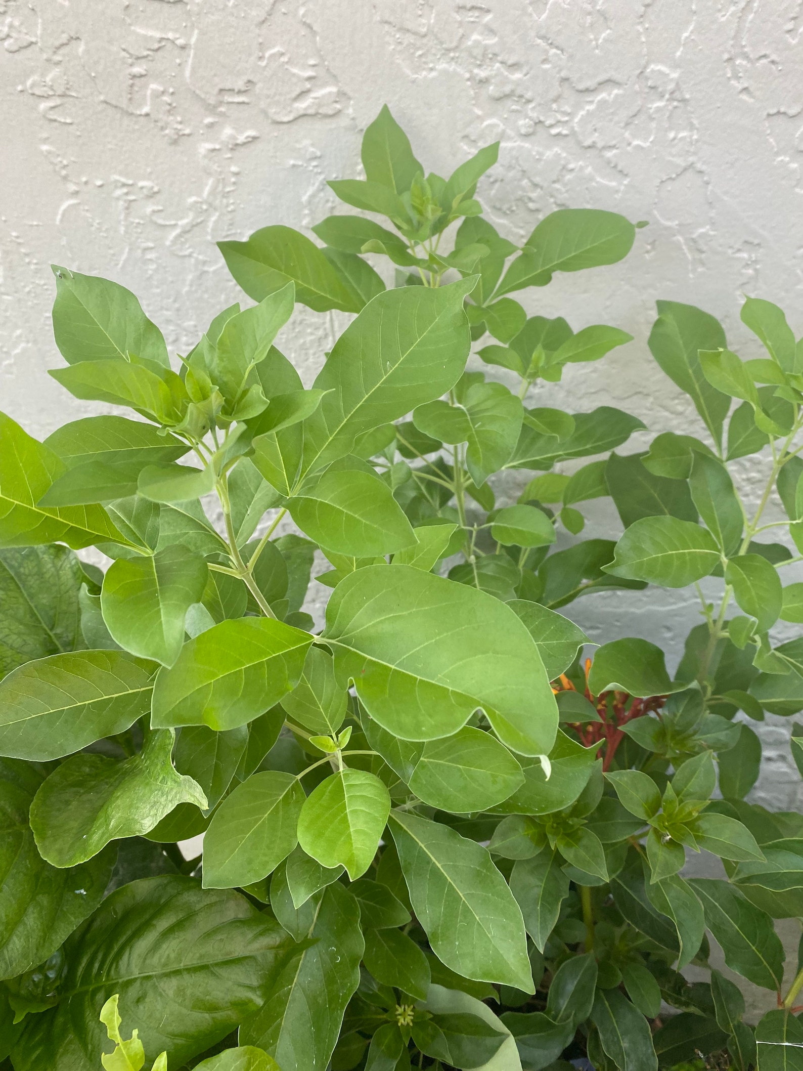 Vencedor Herbs-plants -fresh Cuttings - Winner Herb , Cleansing Herbs ...