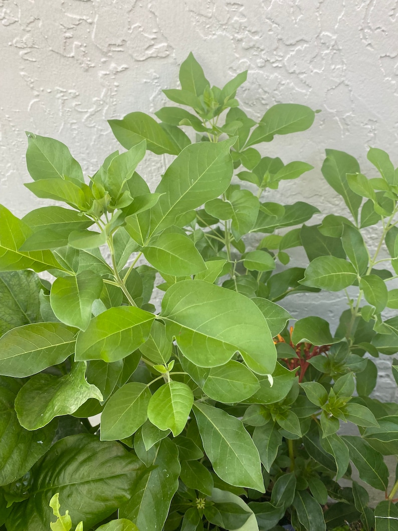 Vencedor Herbs-plants -fresh Cuttings - Winner Herb , Cleansing Herbs ...