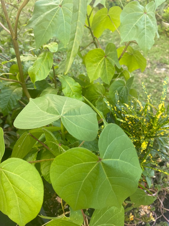 Cotton Plant Leaf