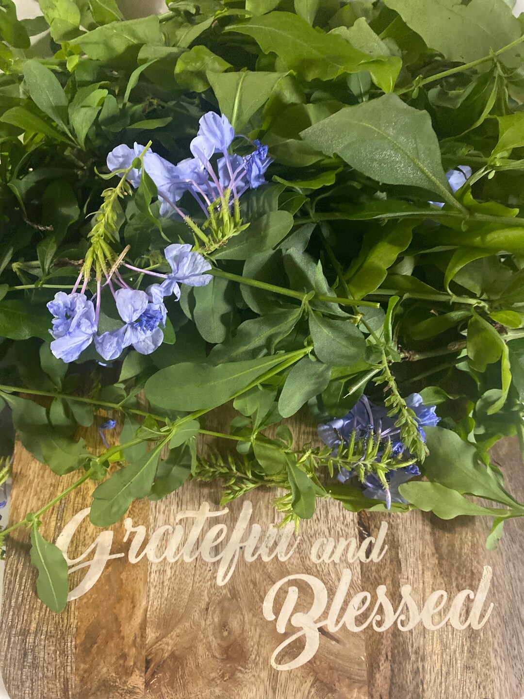 Embeleso - Come to Me -ven a Mi-plumbago Impirial Dry Preserve Cutting ...