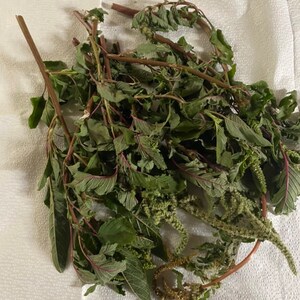 Bledo Blanco - Amaranthus Albus Fresh Cuttings - Spiritual Cleansing - Etsy