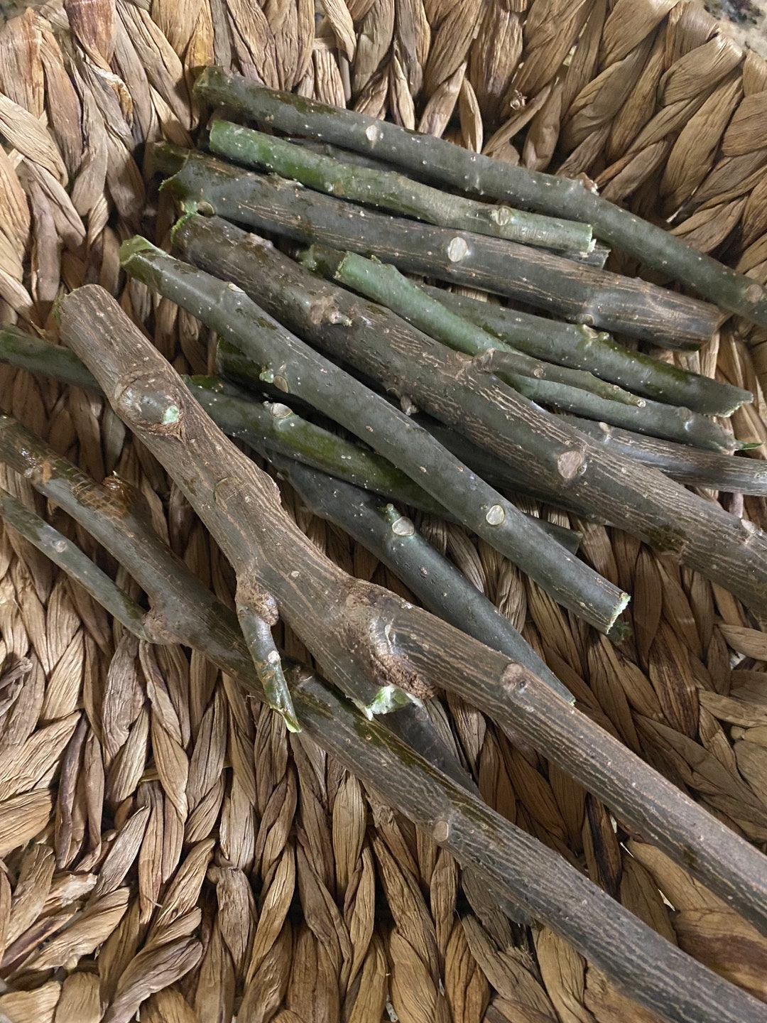 Chaya Fresh Cutting Maya Spinach Tree, Maple Leaf Variant, Productive ...