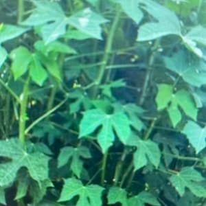 Chaya Fresh Cutting Maya Spinach Tree, Maple Leaf Variant, Productive ...