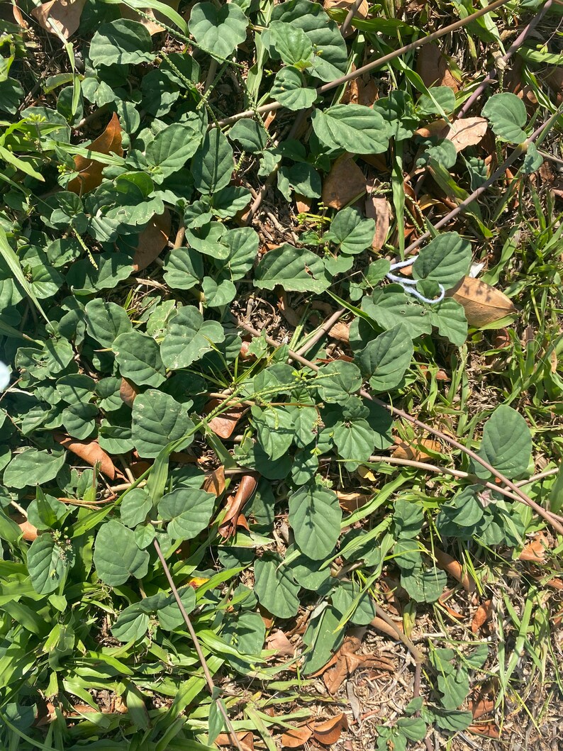 Atiponla -tostón-punarnava Boerhavia Diffusa Attacks Riches- Prosperity ...