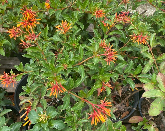 FIREBUSH Firefly Dwarf Scarlet Red Shrub Live Plant Orange Yellow ...