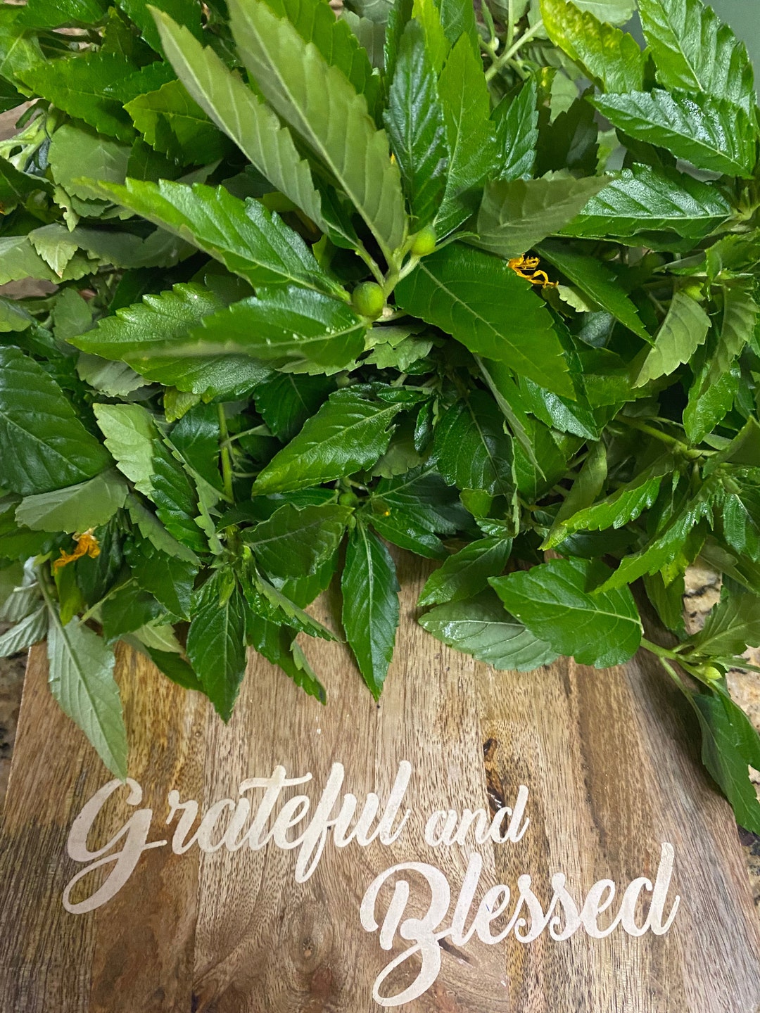 Marilope - Damiana Turnera Ulmifolia Attraction Herb -yellow Alder ...