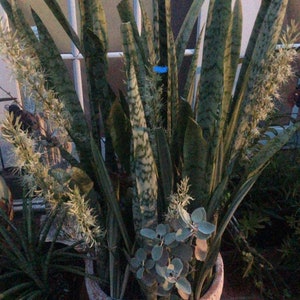Bledo Blanco - Amaranthus Albus Fresh Cuttings - Spiritual Cleansing - Etsy