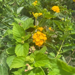 Bledo Blanco - Amaranthus Albus Fresh Cuttings - Spiritual Cleansing - Etsy