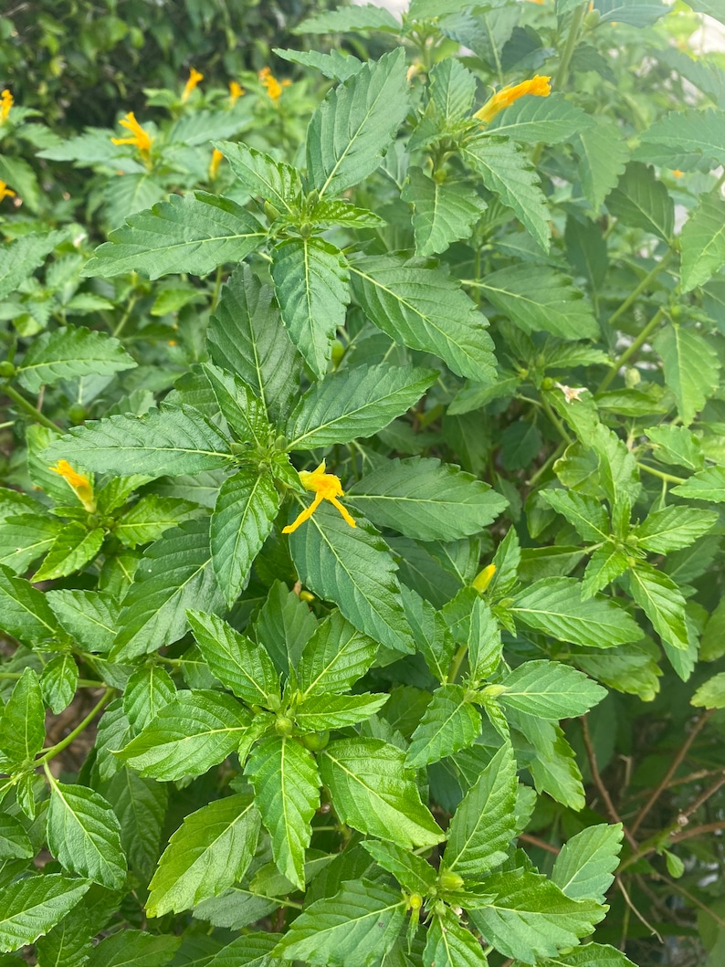 Piñón De Botija Barbadus Nut Fresh Organic Cutting - Etsy