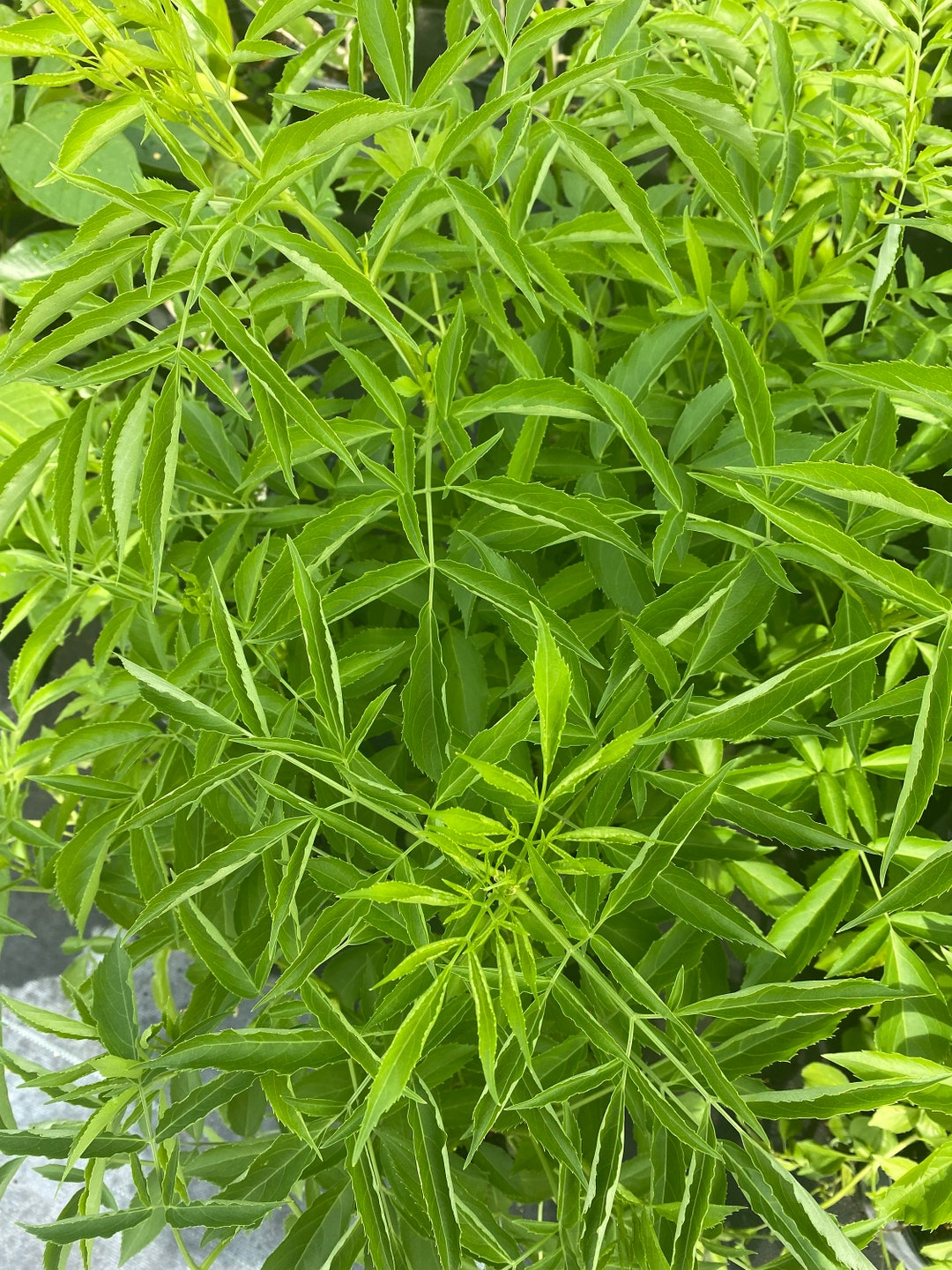 Saúco - Sauco Blanco-sabuguerio Herb Fresh Cuttings Spiritual Cleansing ...