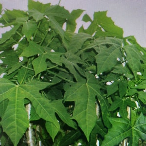 Chaya Fresh Cutting Maya Spinach Tree, Maple Leaf Variant, Productive ...