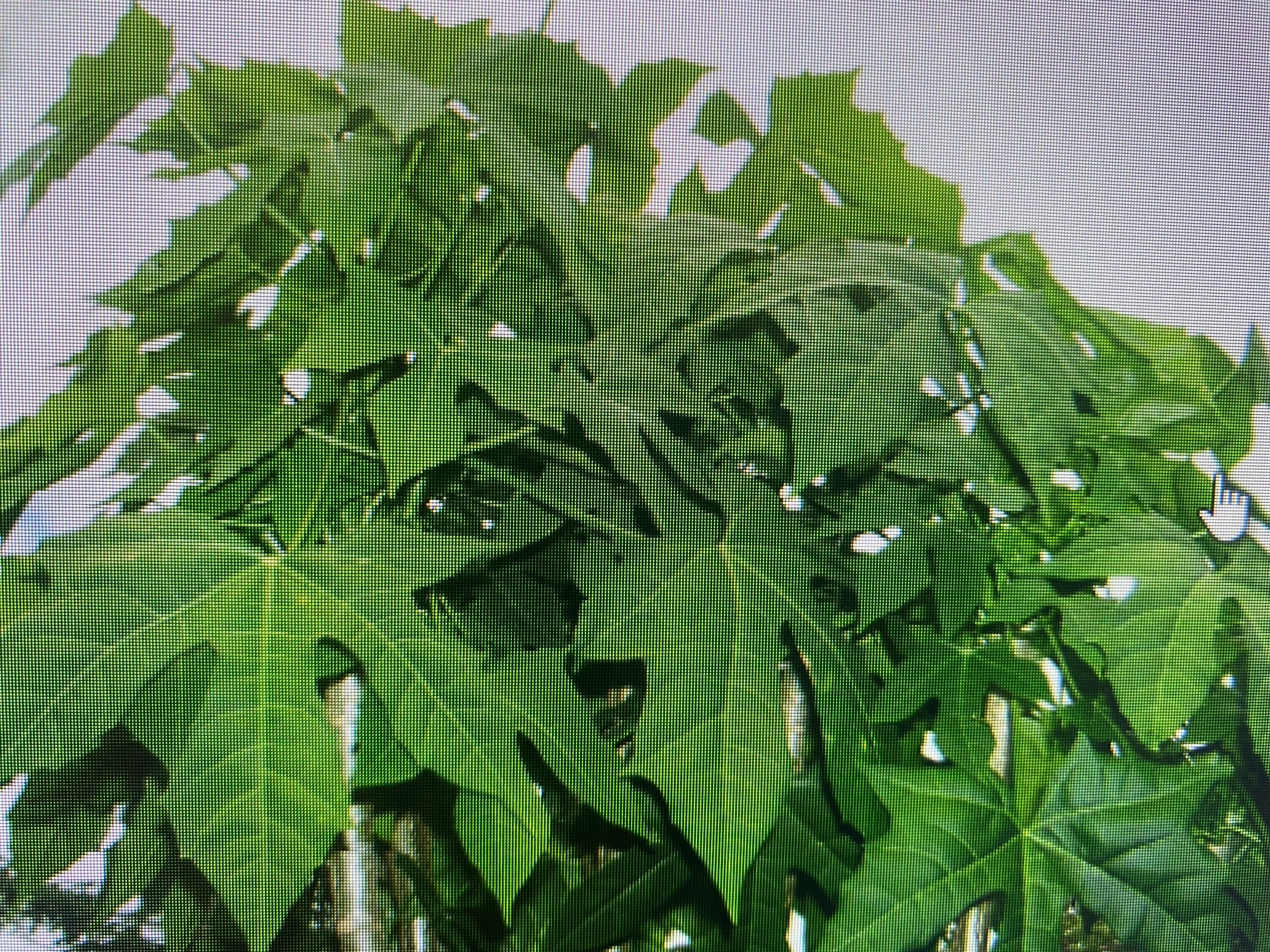 Chaya Fresh Cutting Maya Spinach Tree, Maple Leaf Variant, Productive ...