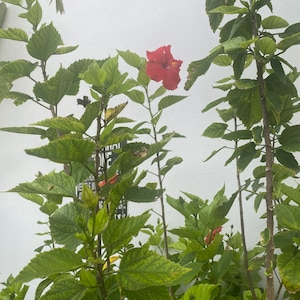 Mar Pacifico - Flor De Jamaica Fresh Cuttings - Spiritual Cleansing ...