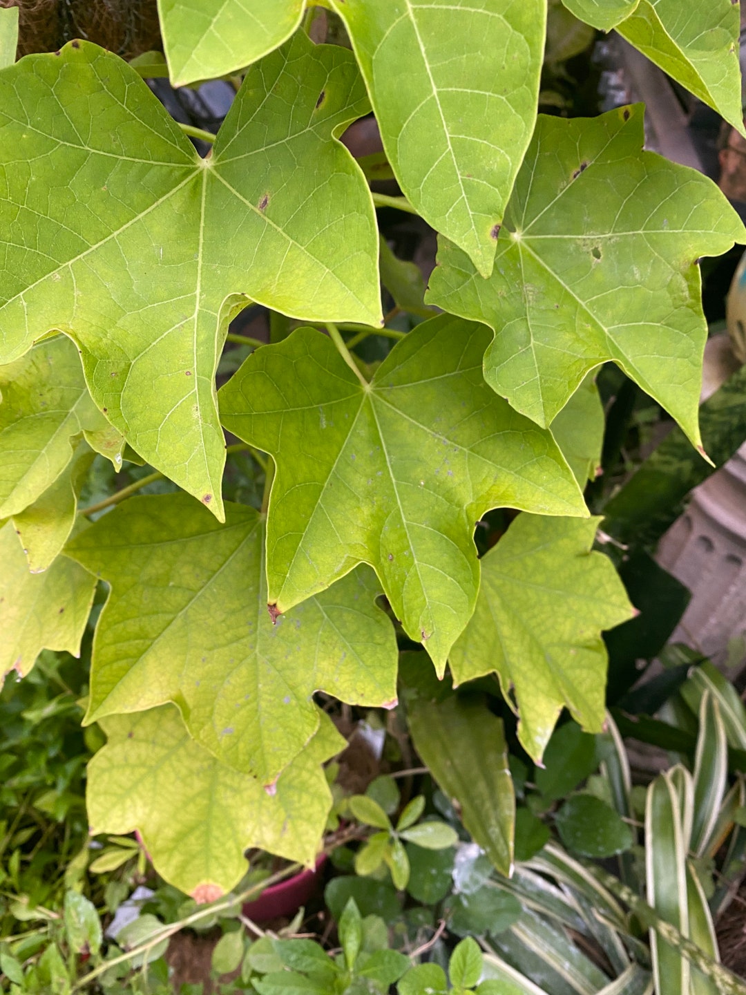 Piñón De Botija Barbadus Nut Fresh Organic Cutting - Etsy