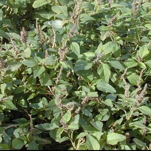 Bledo Blanco - Amaranthus Albus Fresh Cuttings - Spiritual Cleansing - Etsy