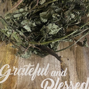 Atiponla -tostón-punarnava Boerhavia Diffusa Attacks Riches- Prosperity ...