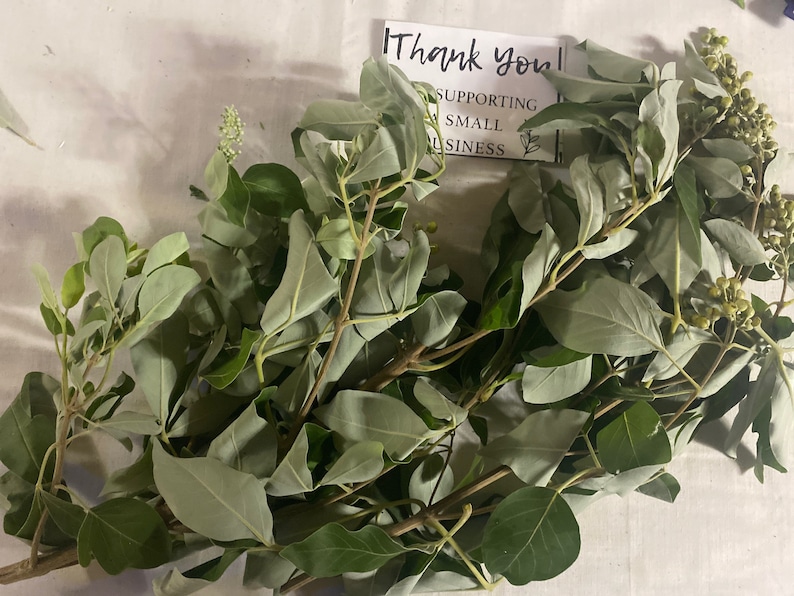 Vencedor Herbs-plants -fresh Cuttings - Winner Herb , Cleansing Herbs ...