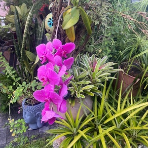 Bledo Blanco - Amaranthus Albus Fresh Cuttings - Spiritual Cleansing - Etsy