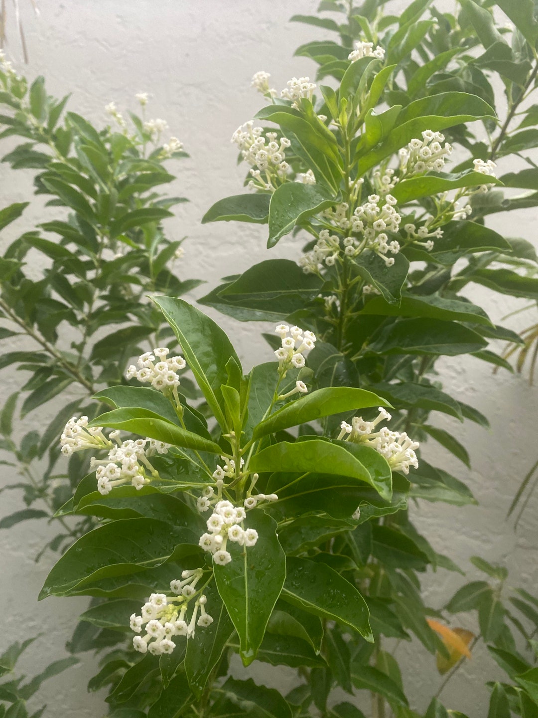 Jala-jala - Attraction Plant Cuttings /spiritual Cleansing Herbs, Fresh ...