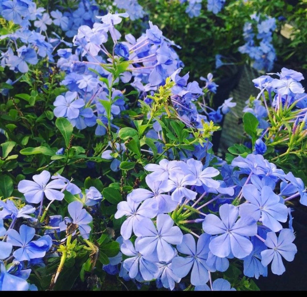 Embeleso Come to Me Forget Me Not no Me Olvides Fresh - Etsy