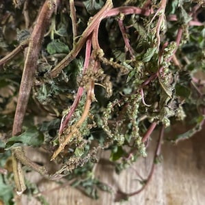 Bledo Blanco - Amaranthus Albus Dried - Preserve Cuttings - Spiritual ...