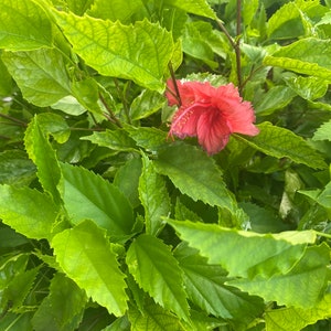 Mar Pacifico - Flor De Jamaica Fresh Cuttings - Spiritual Cleansing ...