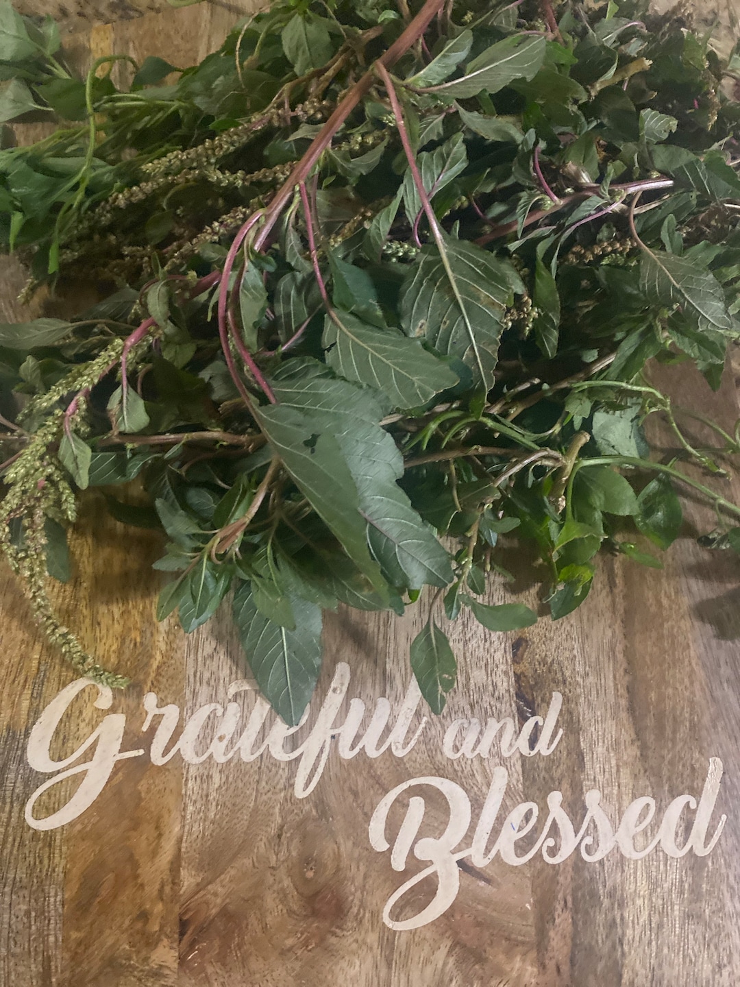 Bledo Blanco - Amaranthus Albus Fresh Cuttings - Spiritual Cleansing - Etsy