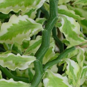 Itamo Real Fresh Euphorbia Tithymaloides Devils Backbone Cuttings ...
