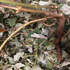 Atiponla -tostón-punarnava Boerhavia Diffusa Attacks Riches- Prosperity ...