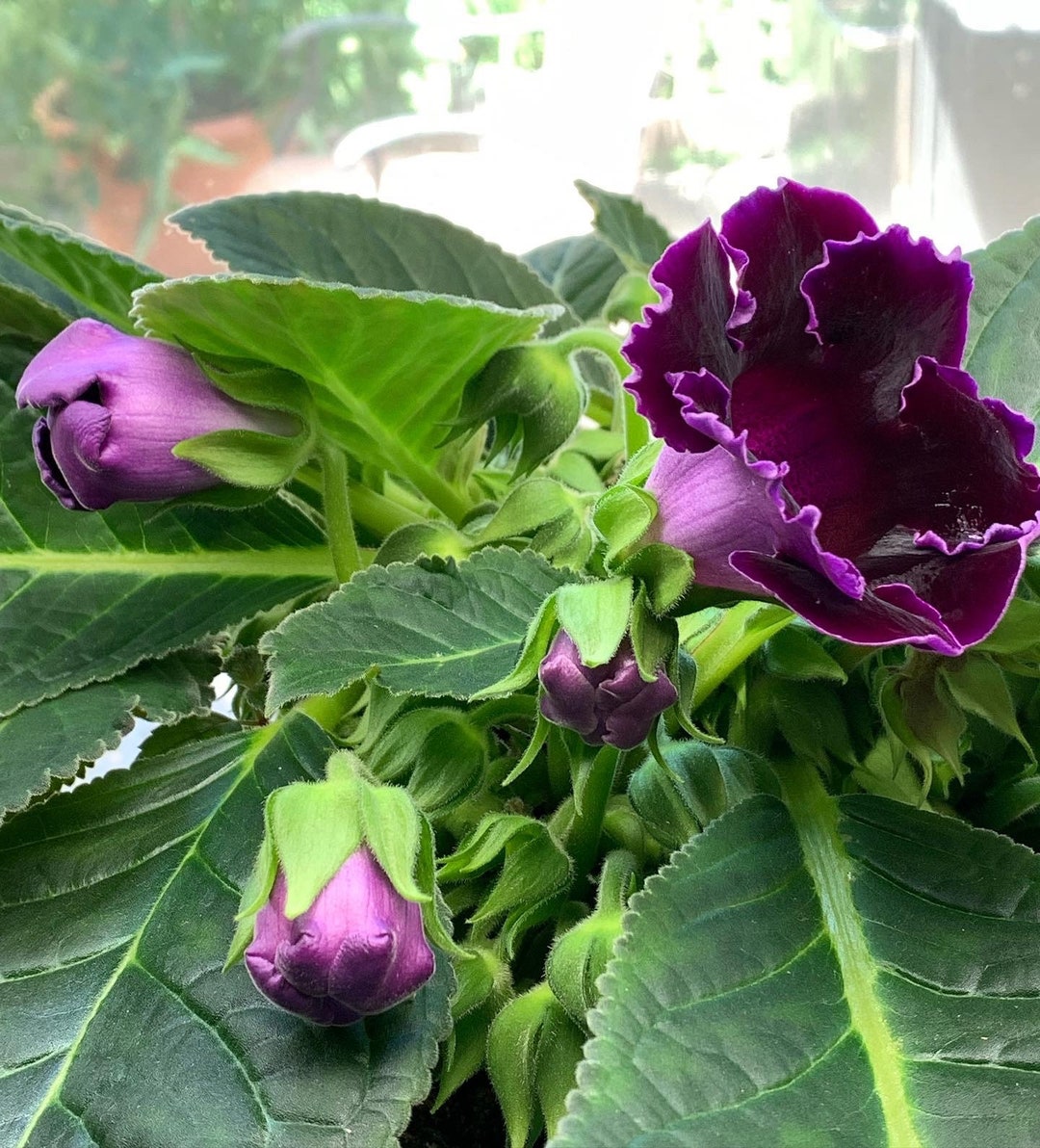 Seed--deep Purple Single Flower, Sinningia Speciosa (florist Gloxinia ...