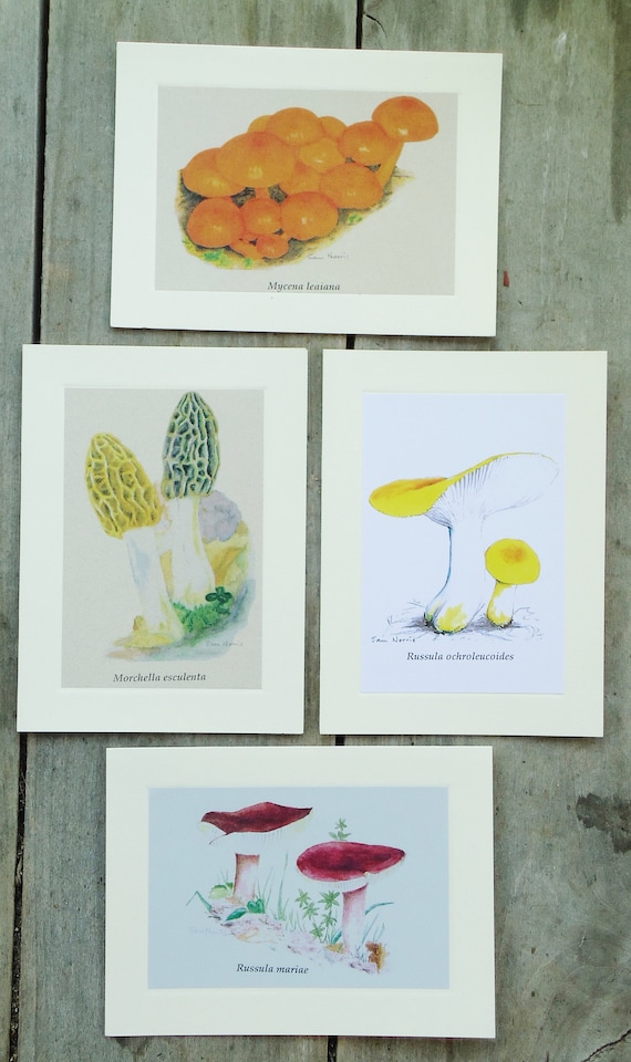 Mushroom Note Cards Pack of 4 Original Artist Sam Norris | Etsy
