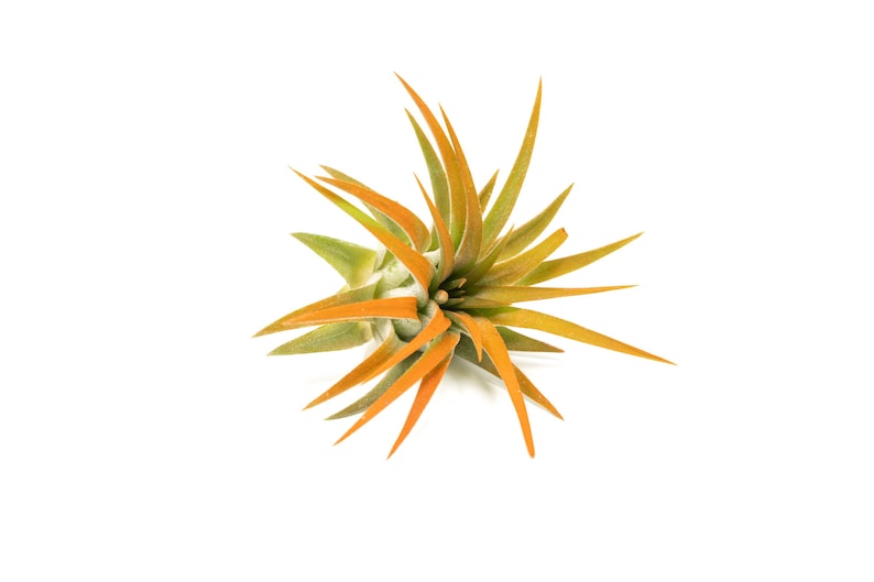 Color Enhanced - Tillandsia Ionantha Rubra Air Plants - Colorful - 30 ...