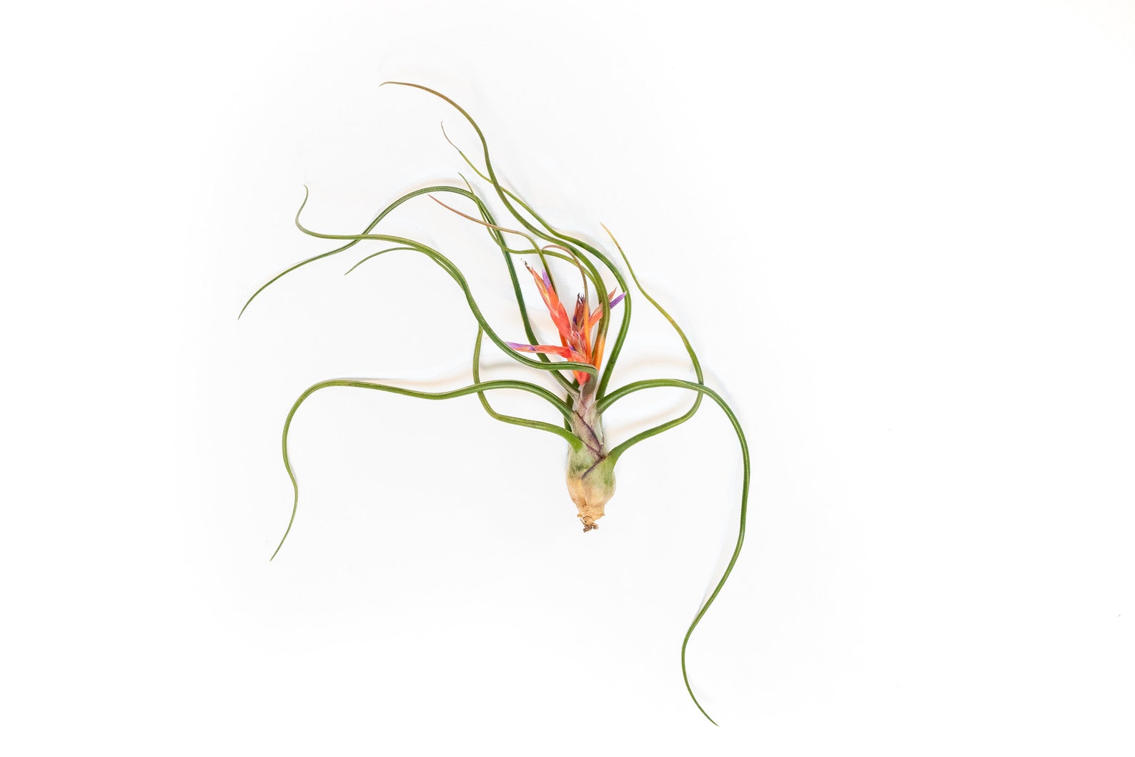 5 Pack Large Bulbosa Belize Air Plants - 6 to 8 Inches - Fast FREE ...