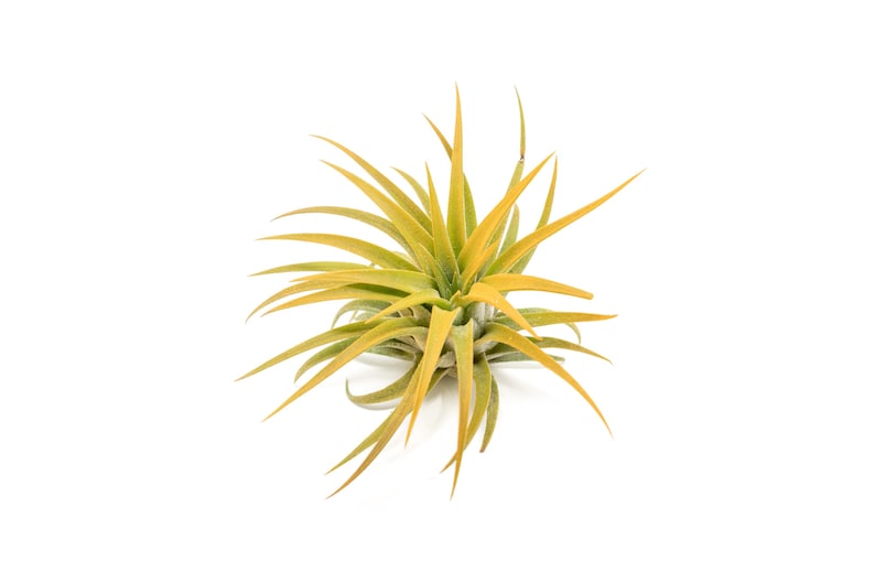 Color Enhanced - Tillandsia Ionantha Rubra Air Plants - Colorful - 30 ...