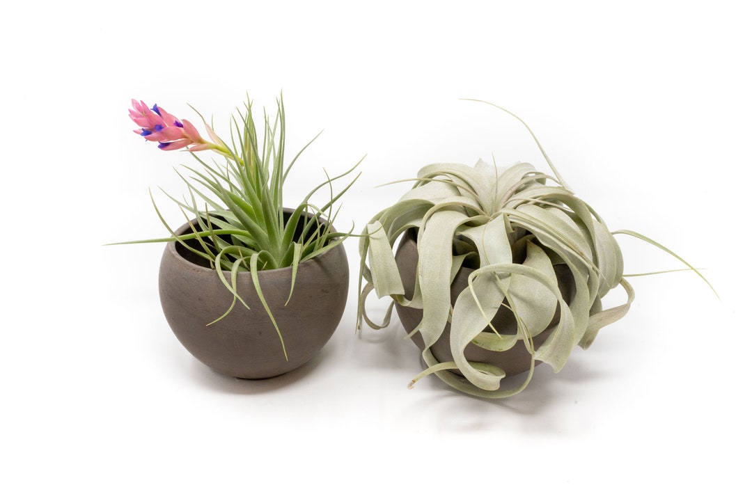 Set of 2 Charcoal Clay Air Plant Containers With Custom Air Plants ...