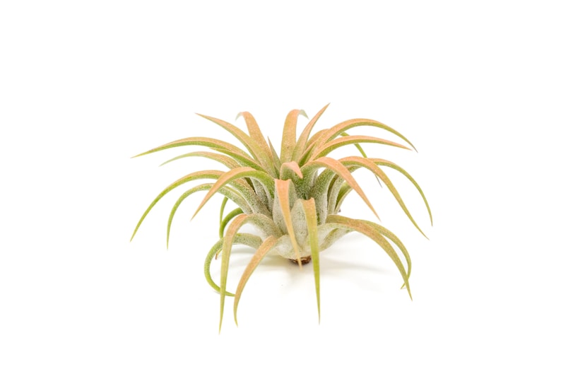 Color Enhanced - Tillandsia Ionantha Rubra Air Plants - Colorful - 30 ...