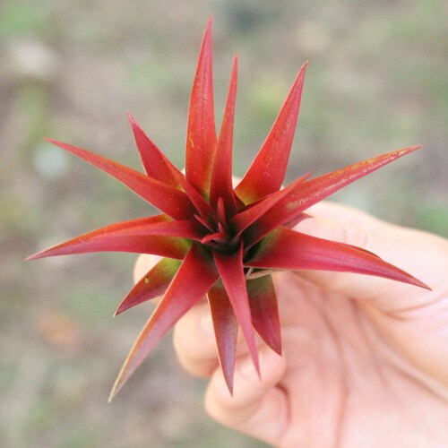 5 Red Air Plants Red Abdita Air Plant Set of 5 Tillandsia - Etsy