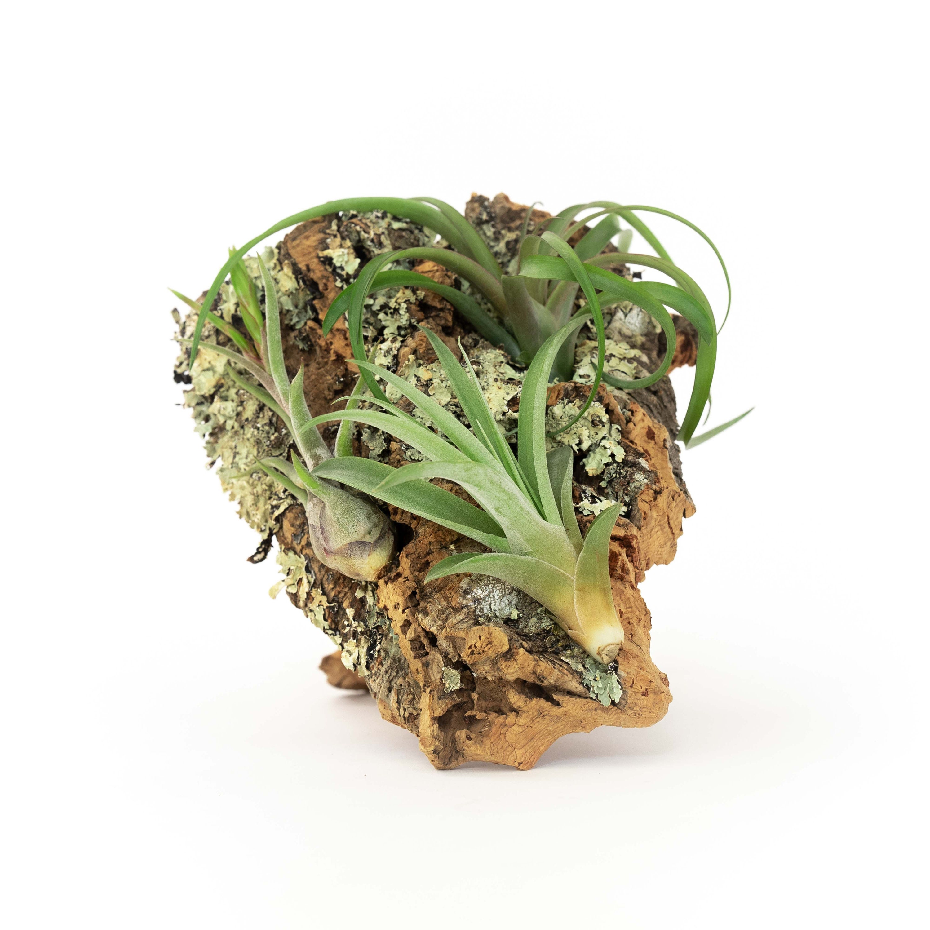 Small Cork Bark With 3 Assorted Tillandsia Air Plants - Fast FREE ...