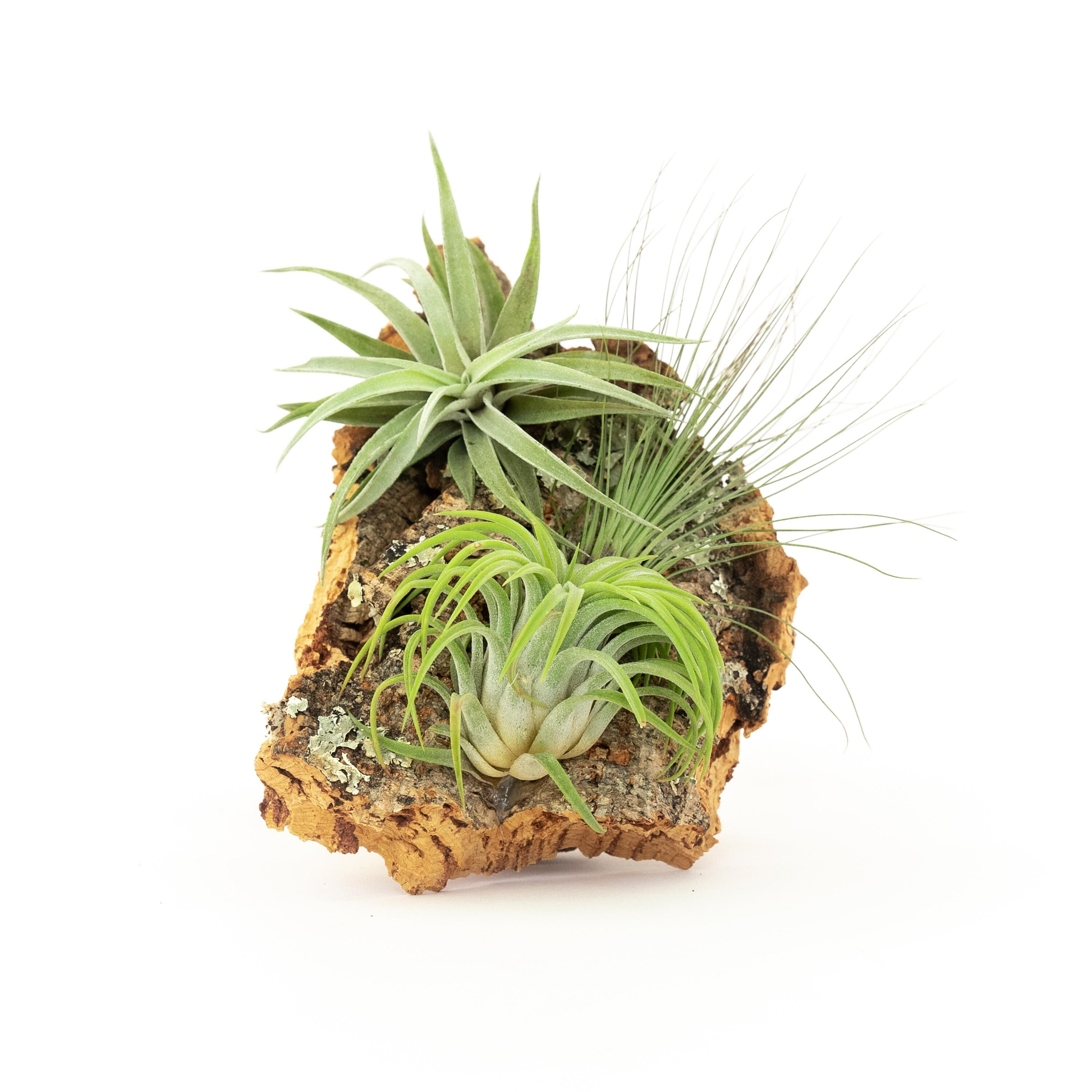 Small Cork Bark With 3 Assorted Tillandsia Air Plants - Fast FREE ...