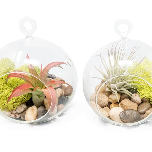 Hanging Terrariums - Etsy