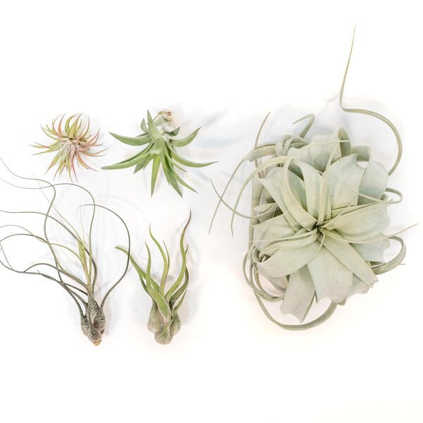 Air Plant Collection - Etsy