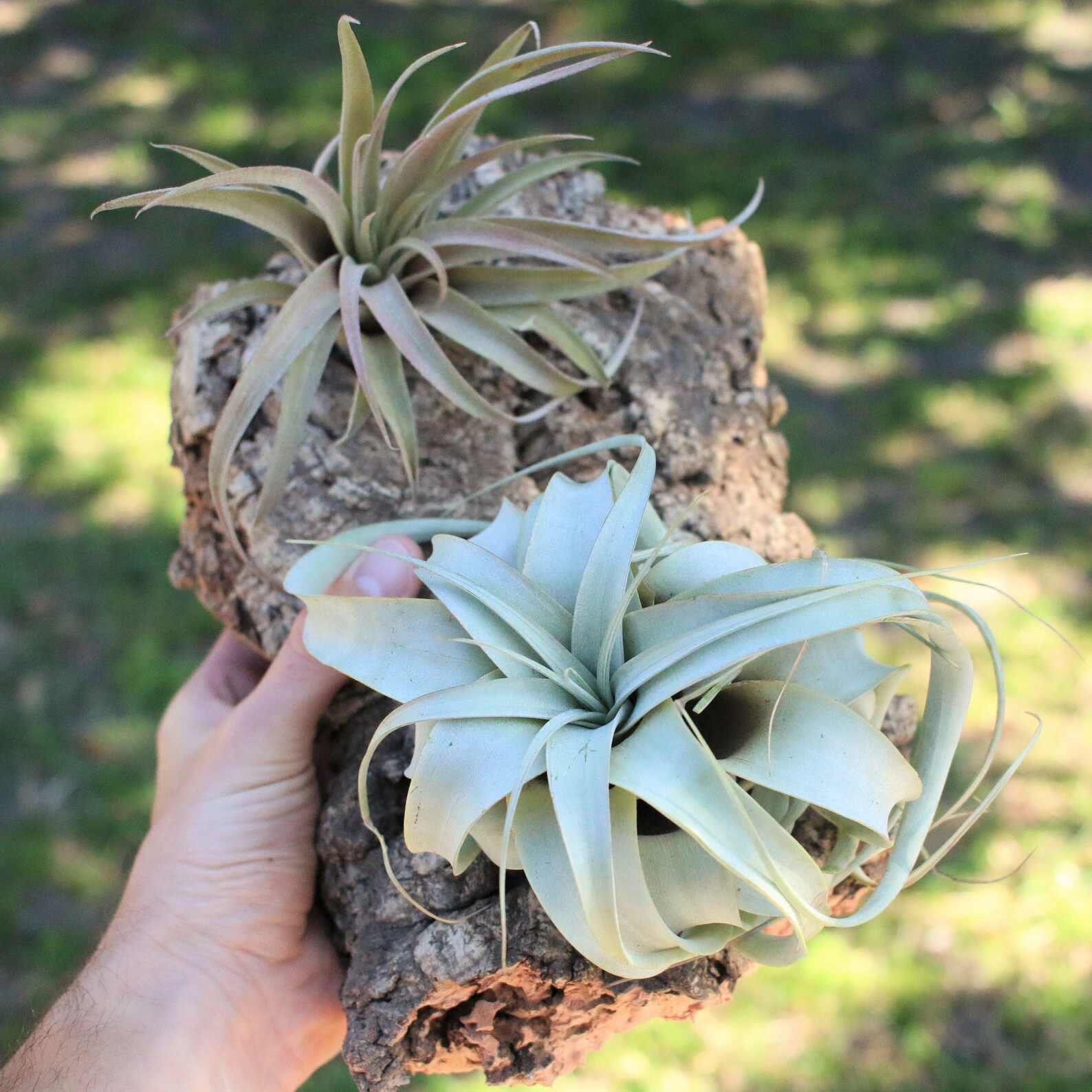 24 Lbs - Virgin Cork Bark Slabs for Tillandsia & Bromeliads - Fast FREE ...