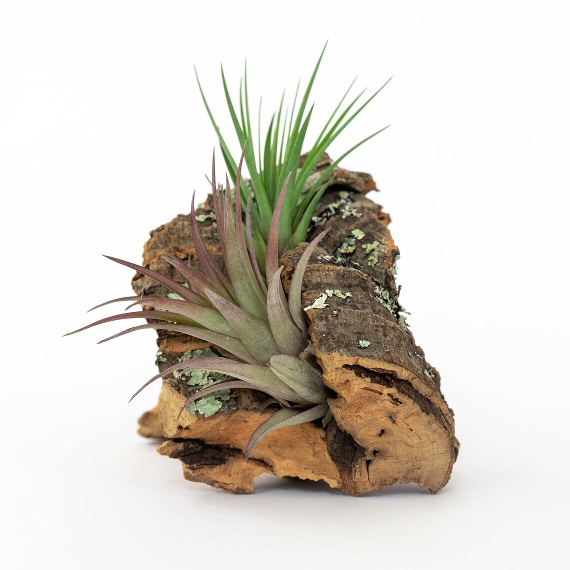Small Cork Bark With 3 Assorted Tillandsia Air Plants - Fast FREE ...