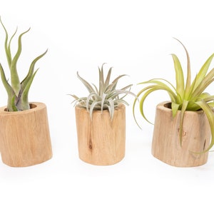 Set of 3 Large Driftwood Air Plant Containers With Custom Air Plants ...