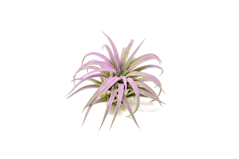 Color Enhanced - Tillandsia Ionantha Rubra Air Plants - Colorful - 30 ...
