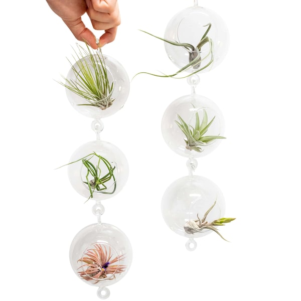 Air Plant Hanger - Etsy