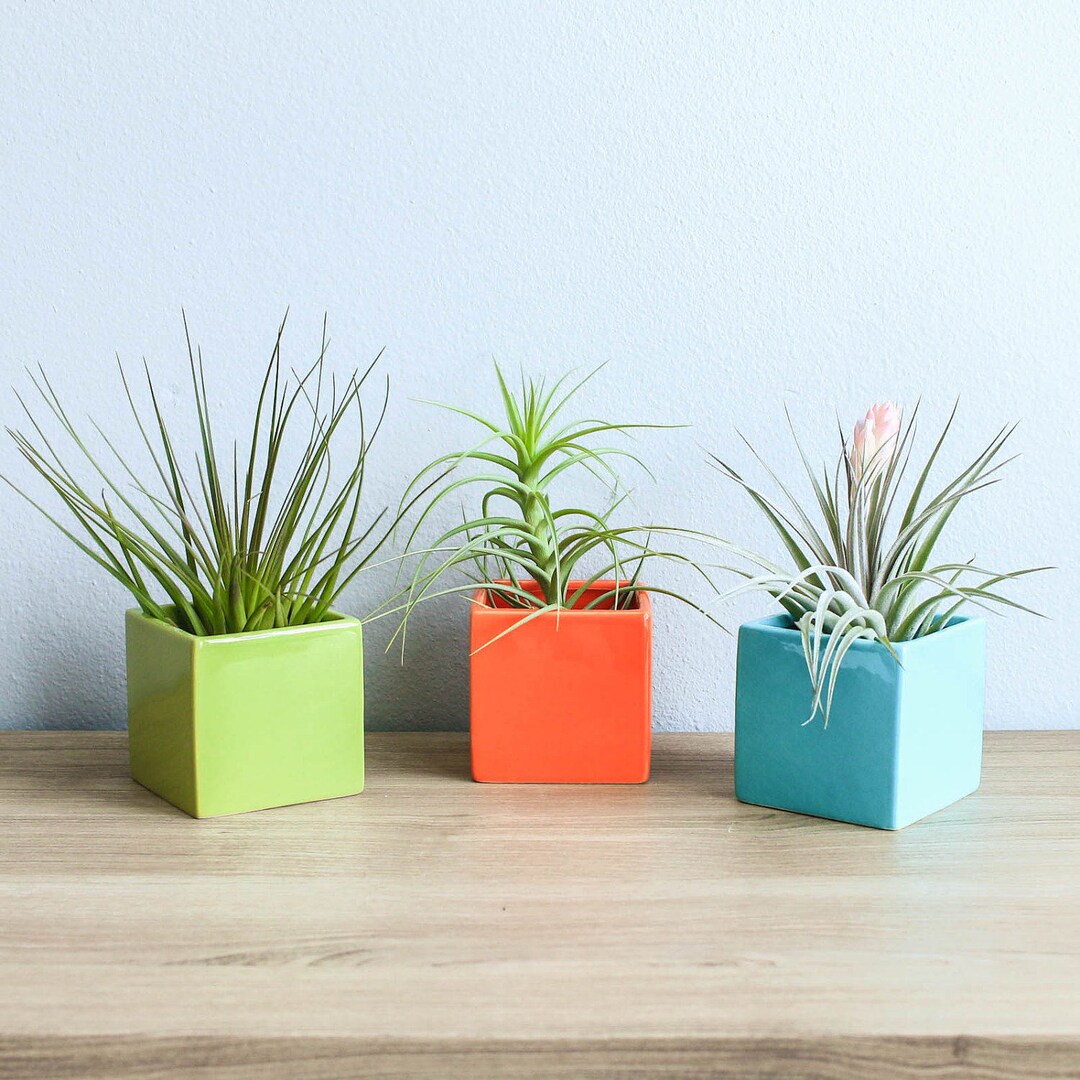 Set of 3 Geometric Cube Containers With Custom Air Plants - Etsy