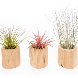 Set of 3 Large Driftwood Air Plant Containers With Custom Air Plants ...