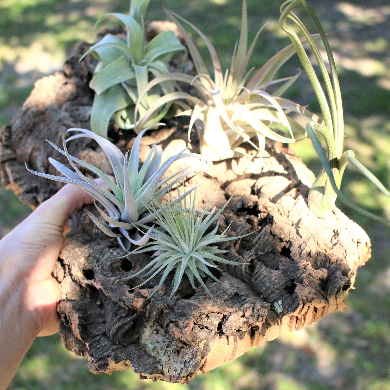 24 Lbs - Virgin Cork Bark Slabs for Tillandsia & Bromeliads - Fast FREE ...