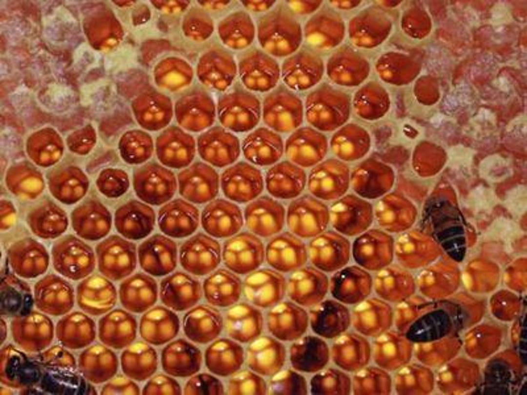 PNW Raw Honeycomb - Etsy